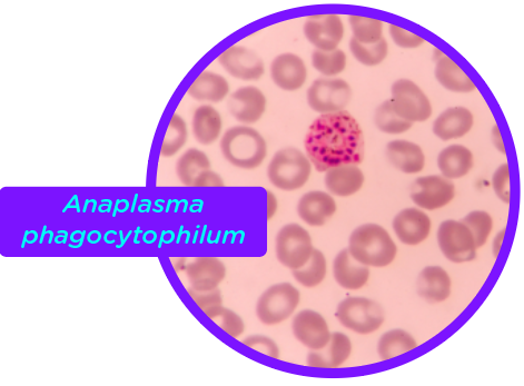 Anaplasmosis Canina: Prevalencia, ciclo biológico, tratamiento y ...